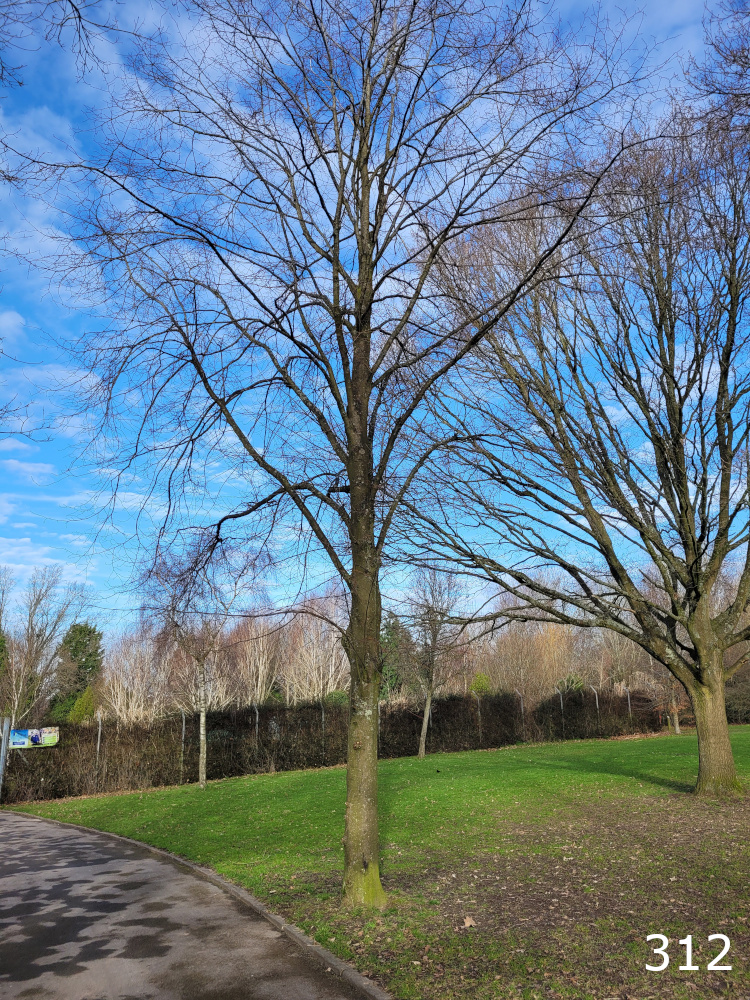 Lime – Kings Heath Park Trees