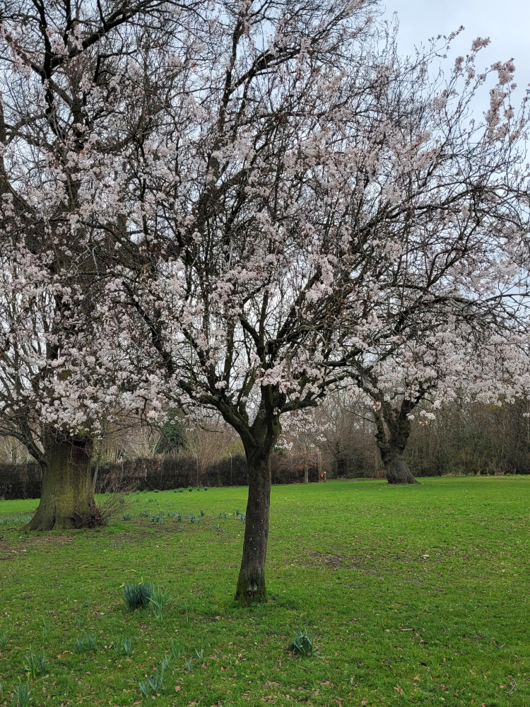 Cherry – Kings Heath Park Trees