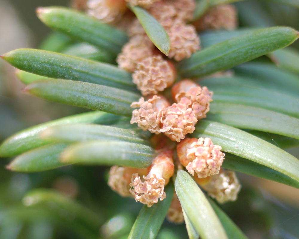 Yew – Kings Heath Park Trees