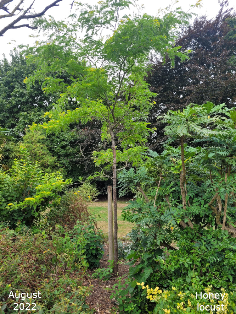 Honey locust, Laburnum & other legumes – Kings Heath Park Trees