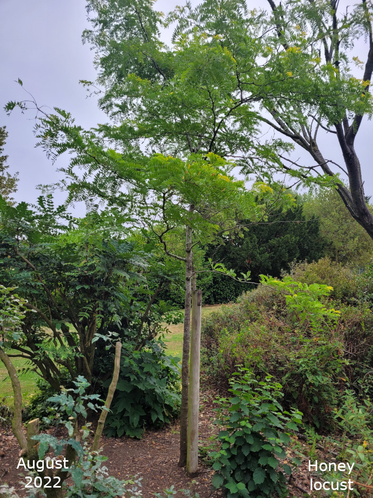 Honey locust, Laburnum & other legumes – Kings Heath Park Trees