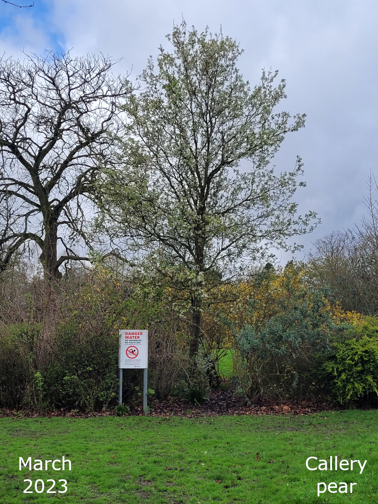 March 2023 – Kings Heath Park Trees